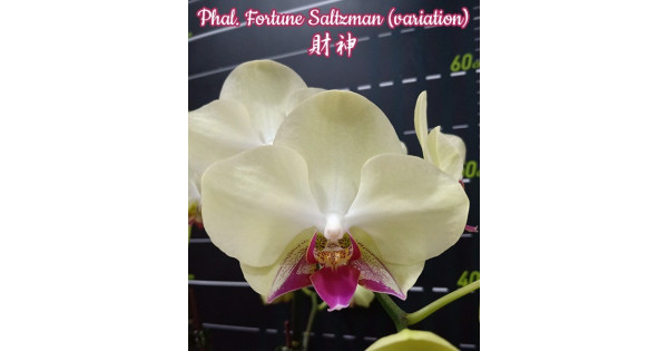 Орхидея Phal. Fortune Saltzman Montclair - купить, доставка Украина